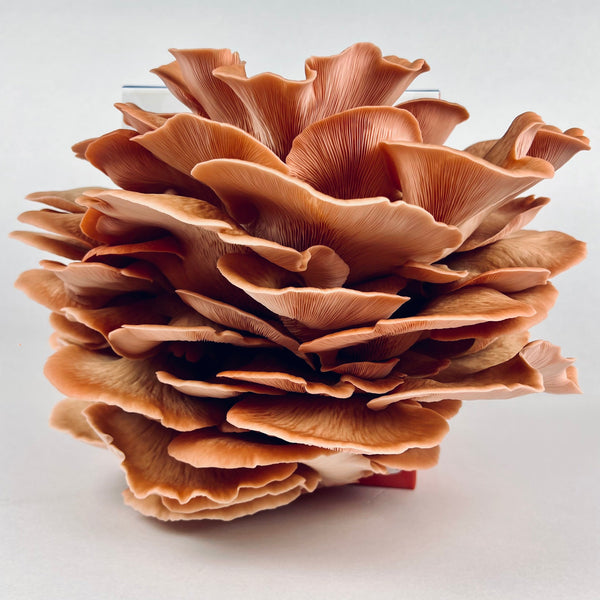 House of Fungi | Mushrooms Grow Kits & Grow Supplies | New Zealand